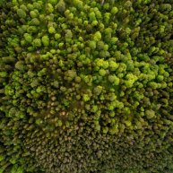 Иконка канала TreeWalkers - Ассоциация Древонавтов России