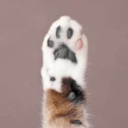 Иконка канала zooru