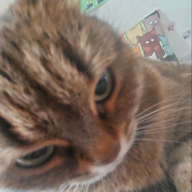 Иконка канала Мурка на связи🐱