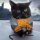 Иконка канала HAMSTER STREAMS