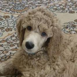 Иконка канала Ли