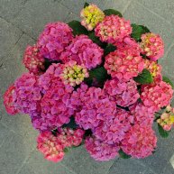 Иконка канала Формула Сада