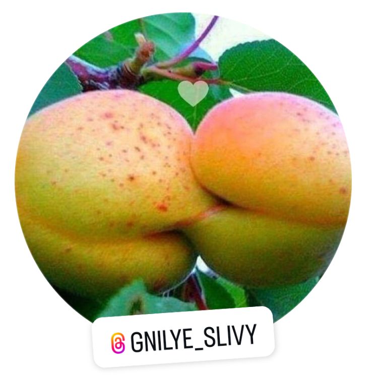 Иконка канала Гнилые СЛИВЫ