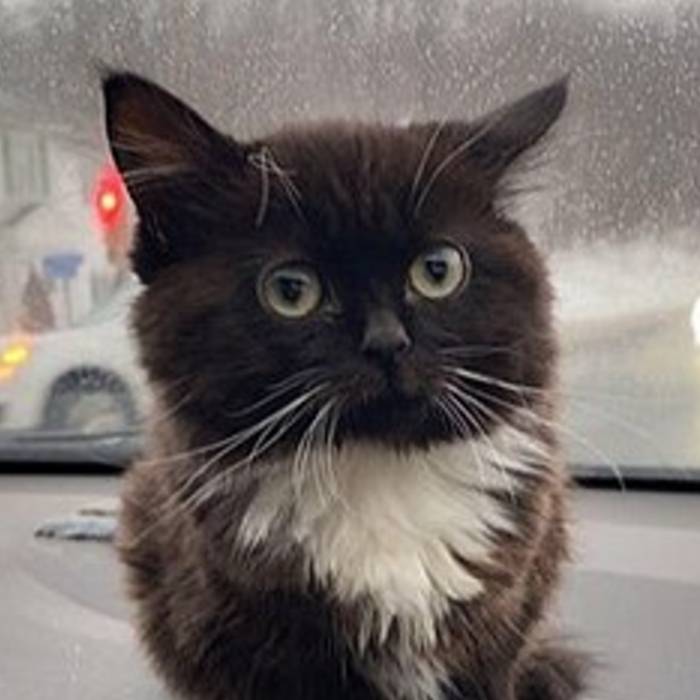 Иконка канала Сборище Высокоинтеллектуальных Людей