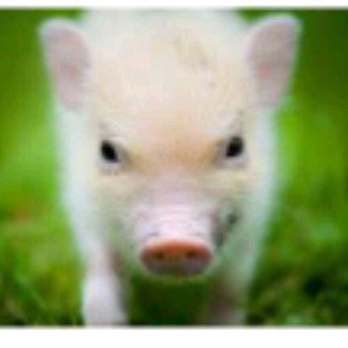 Иконка канала 🐽🐷Порося 🐖🐽