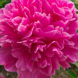 Иконка канала Хроники Скифии