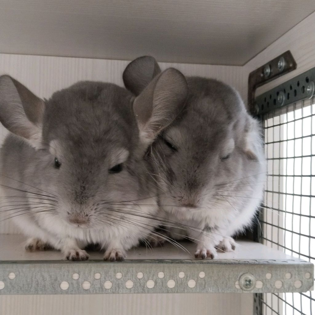Иконка канала Финик и Фунтик🐾🐭
