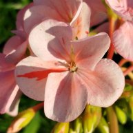 Иконка канала Такие живые краски