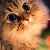 Иконка канала Victor Criges