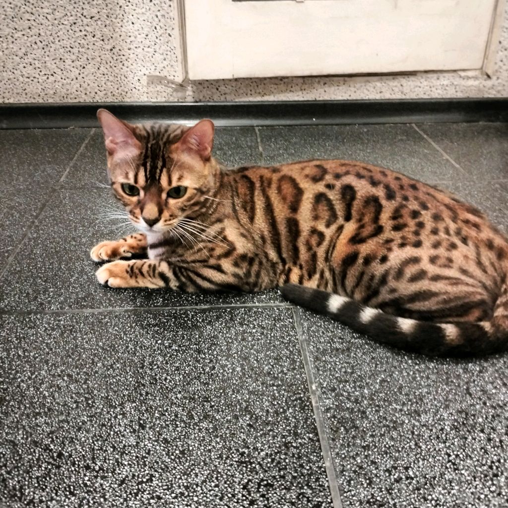 Иконка канала Читос  и роблокс