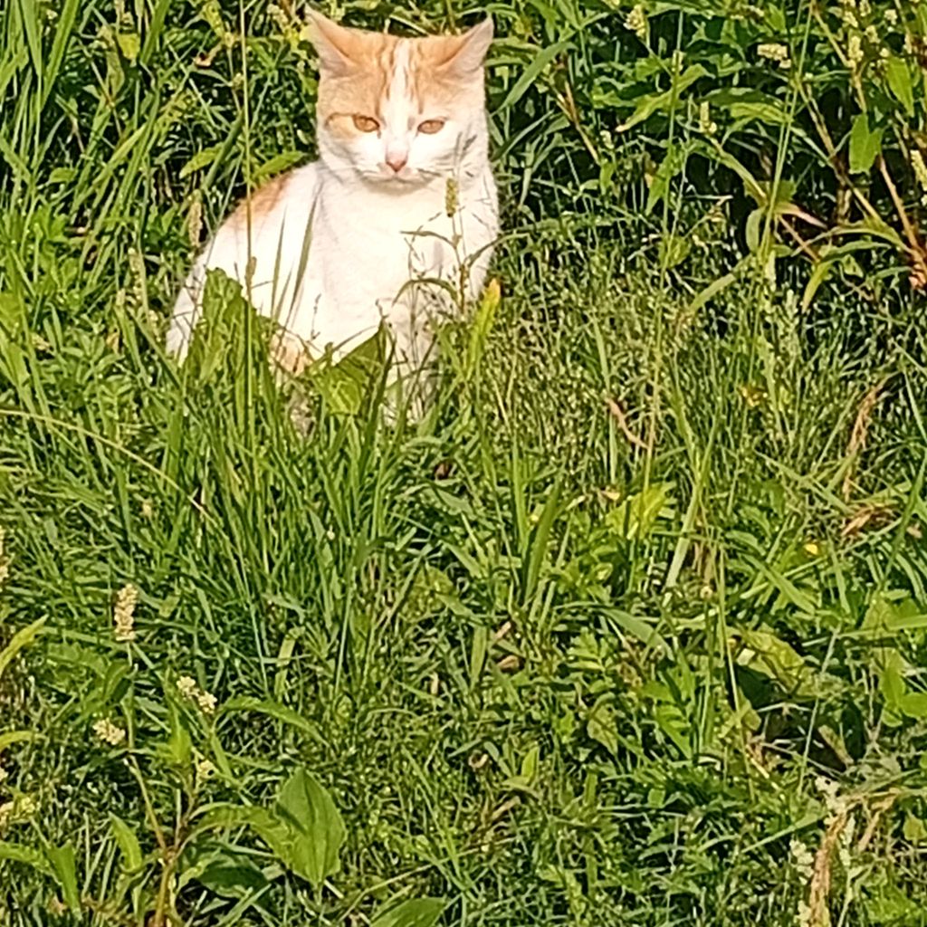 Иконка канала 🐈