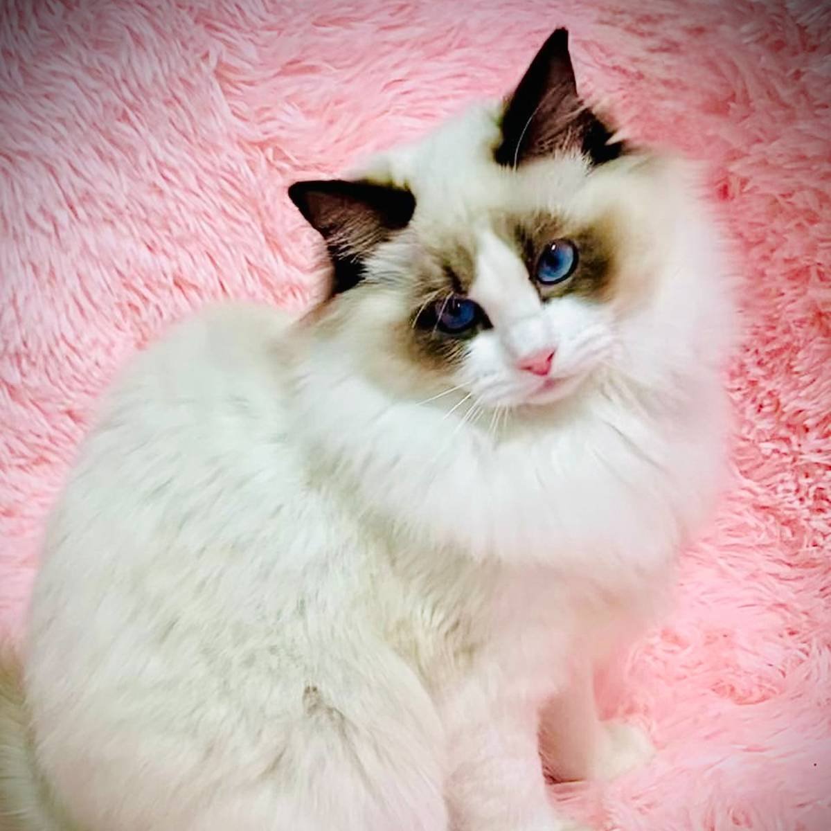 Иконка канала Мальвина Ragdoll