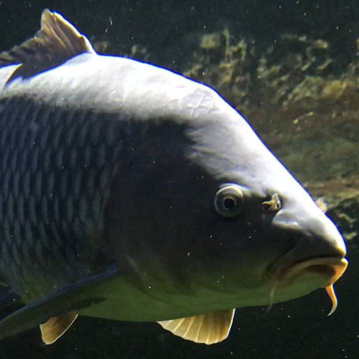 Иконка канала Carp fishing