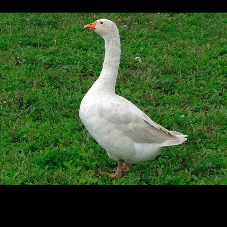 Иконка канала Gooseofiz