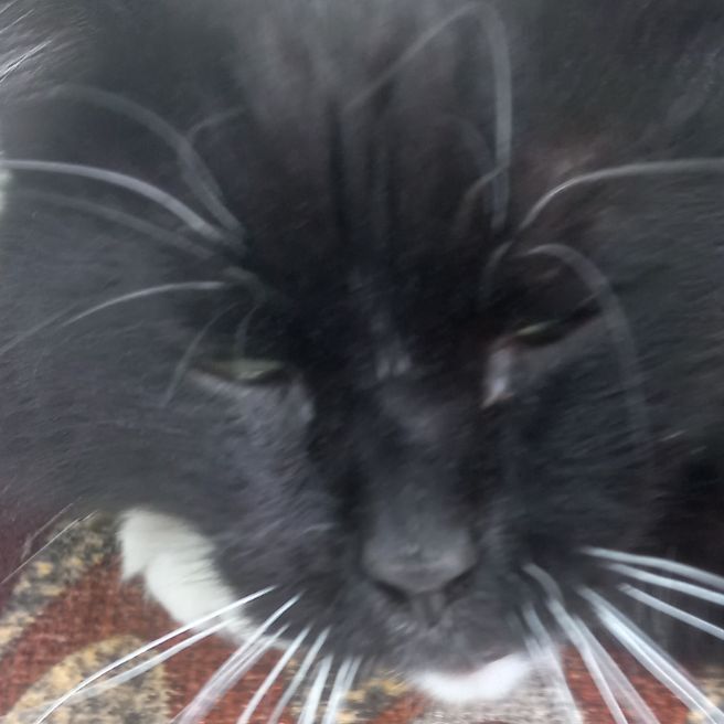 Иконка канала Янин юрий и маламут шер - хан