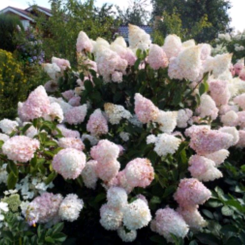 Иконка канала Сибирская уДача