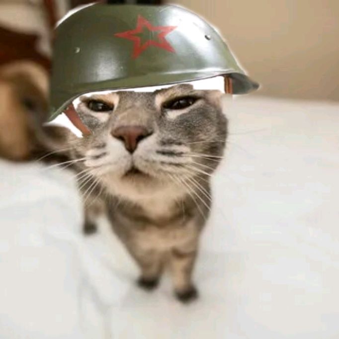 Иконка канала Которекс военный