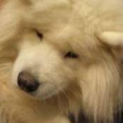 Иконка канала Ремонтиста & Восстановиста