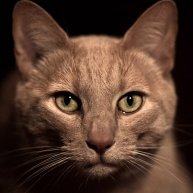 Иконка канала Кэт