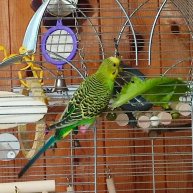 Иконка канала Звери и приключения