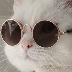 Иконка канала коте на стим