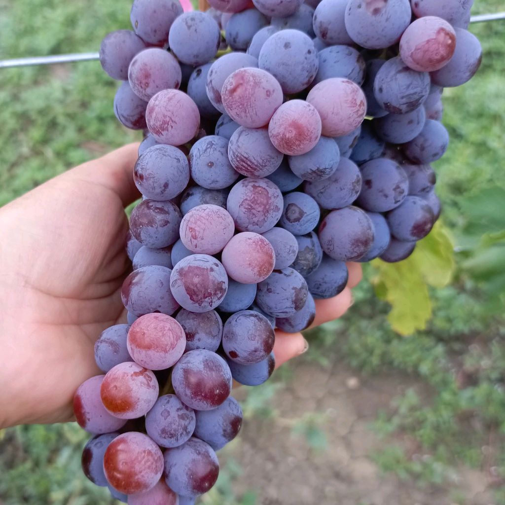 Иконка канала @VinogradikMoiSadik