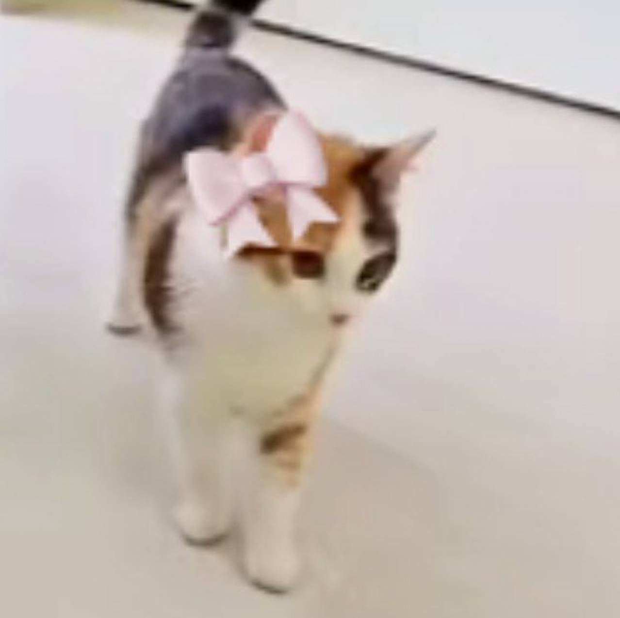 Иконка канала КОШКИ ТВ🎀