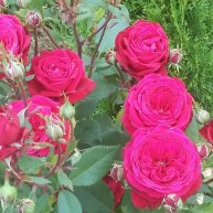 Иконка канала Розы у Елены