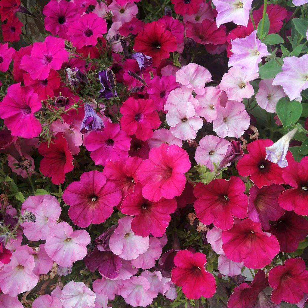 Иконка канала Анастасия