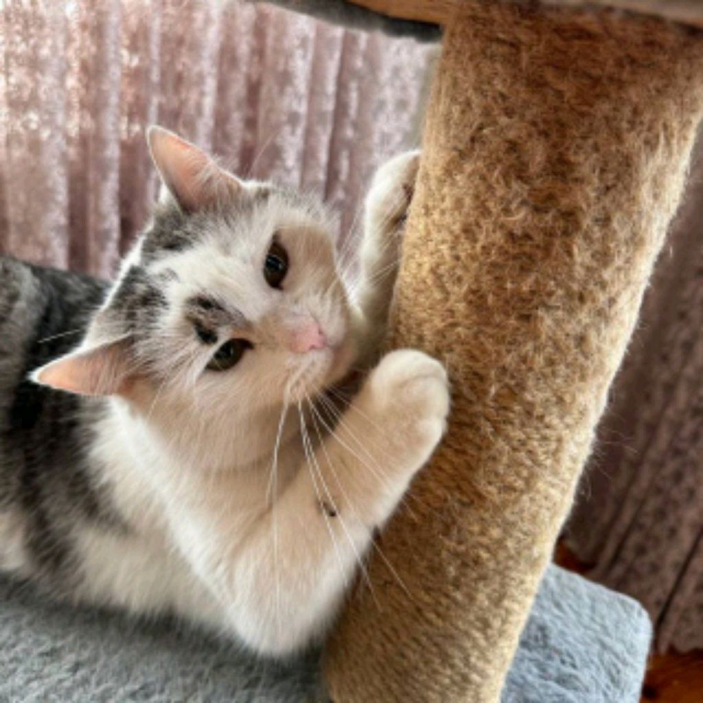 Иконка канала Кошачье 🐾Собачье 🐾Сердце