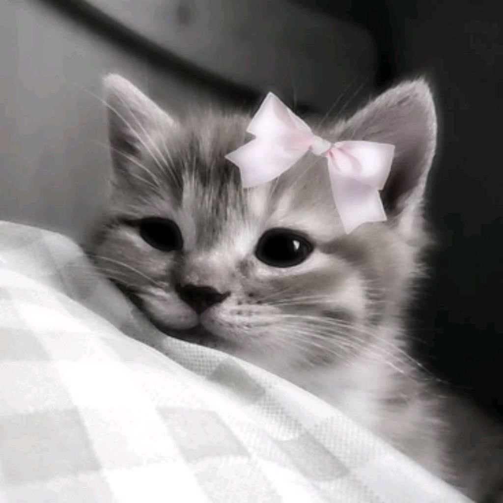 Иконка канала kotiks_rbx🌹🎧