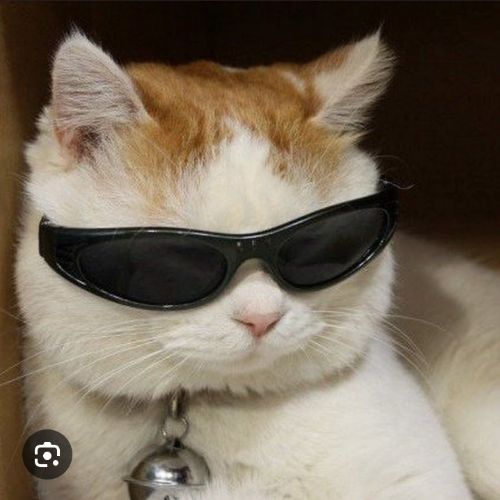 Иконка канала Kotiks_🐾67908