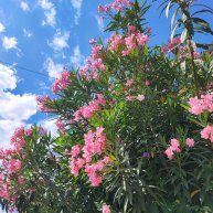 Иконка канала It's my life 🌴☀️🐟🦋🏔️🥗