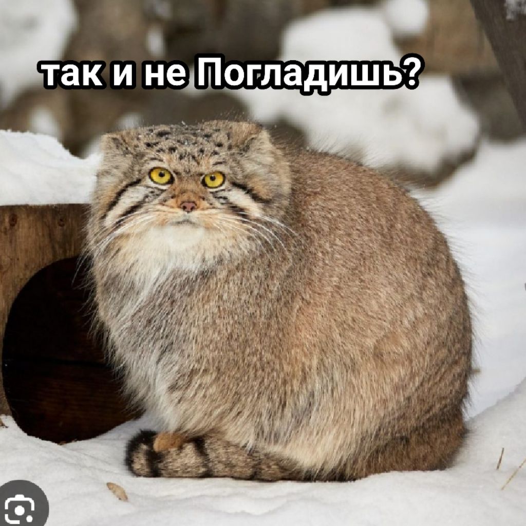 Иконка канала 😽Просто Мазик😽
