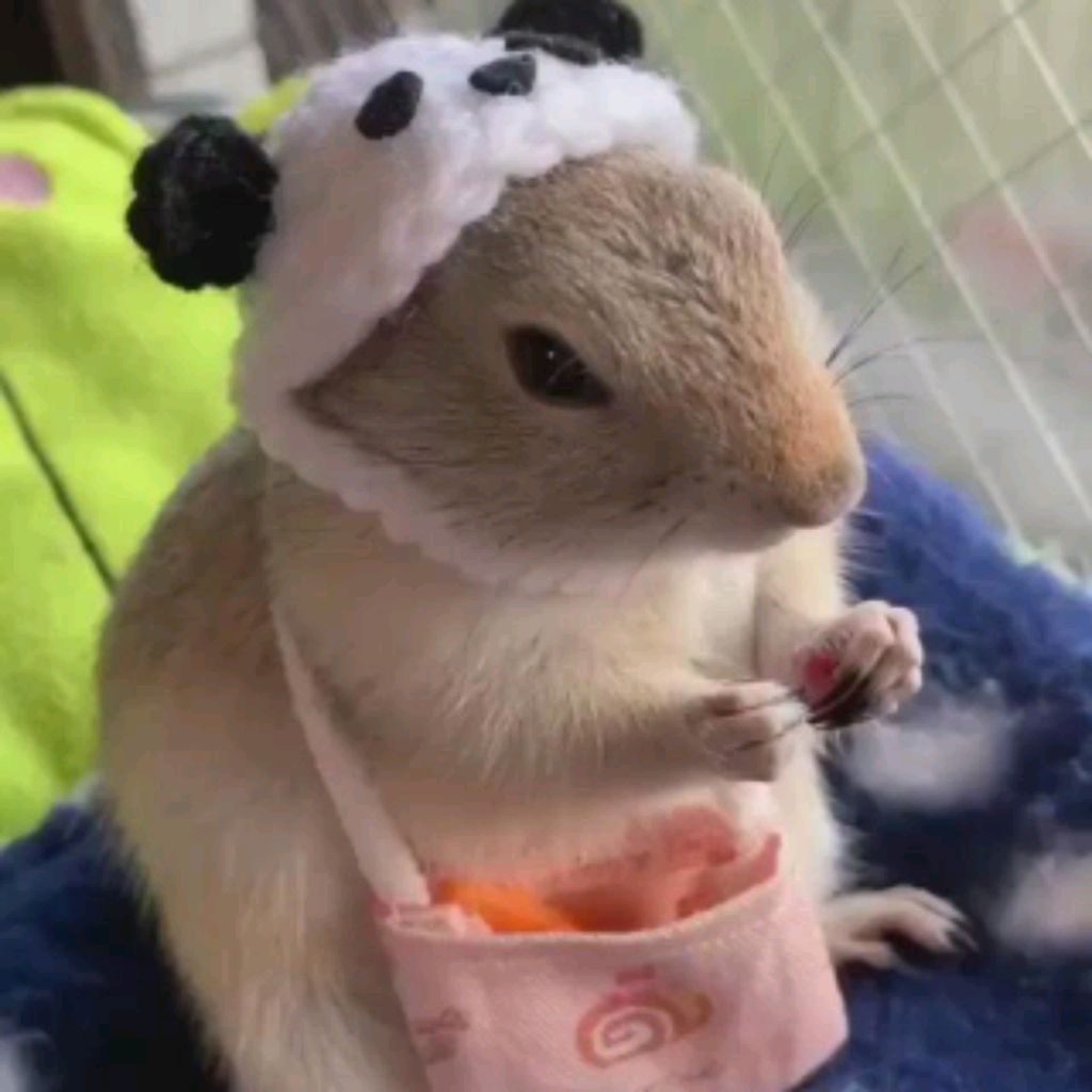 Иконка канала 🪽Funny videos🪽