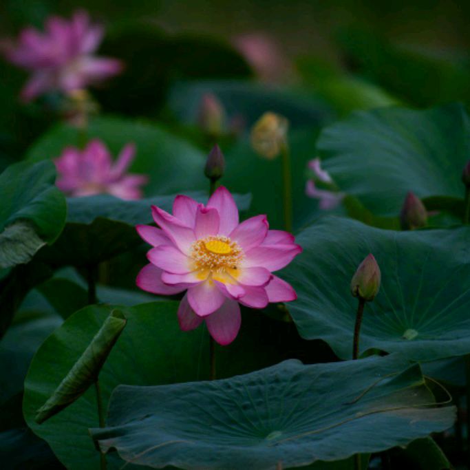 Иконка канала Психолог