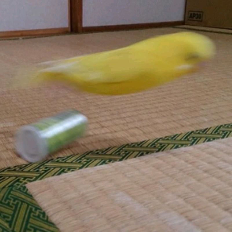 Иконка канала Попугай