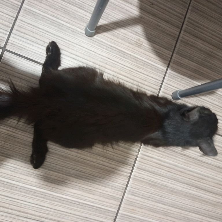 Иконка канала UwU