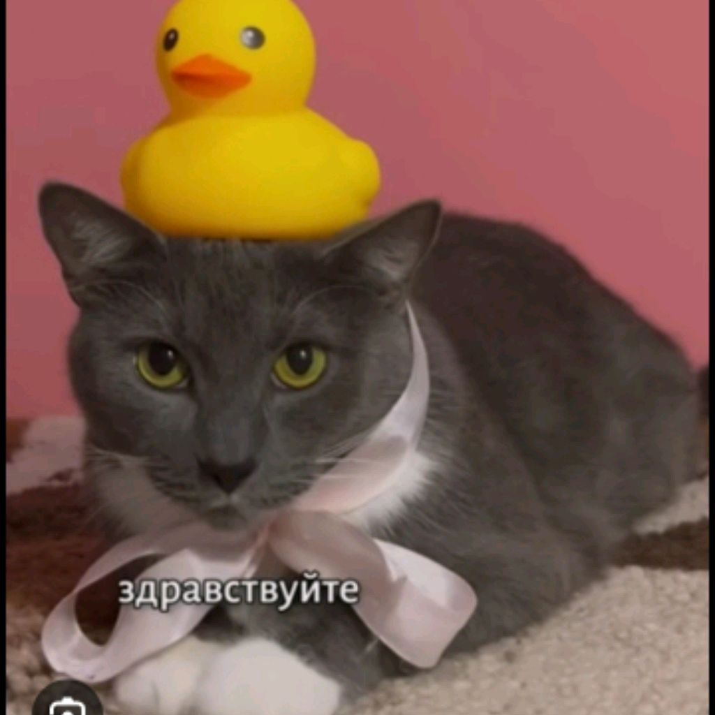 Иконка канала Лотков Кря🐈⬛🐤𓅭𓃠
🏿🏿🏿🏿🏿🏿🏿🏿
🏿🏿🏽🏽🏽🏽