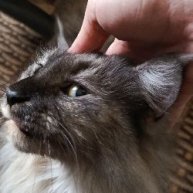 Иконка канала Dima