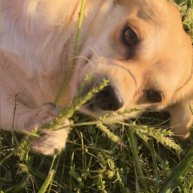 Иконка канала КЛИПСА Life ПОМОЩЬ БЕЗДОМНЫМ ЖИВОТНЫМ