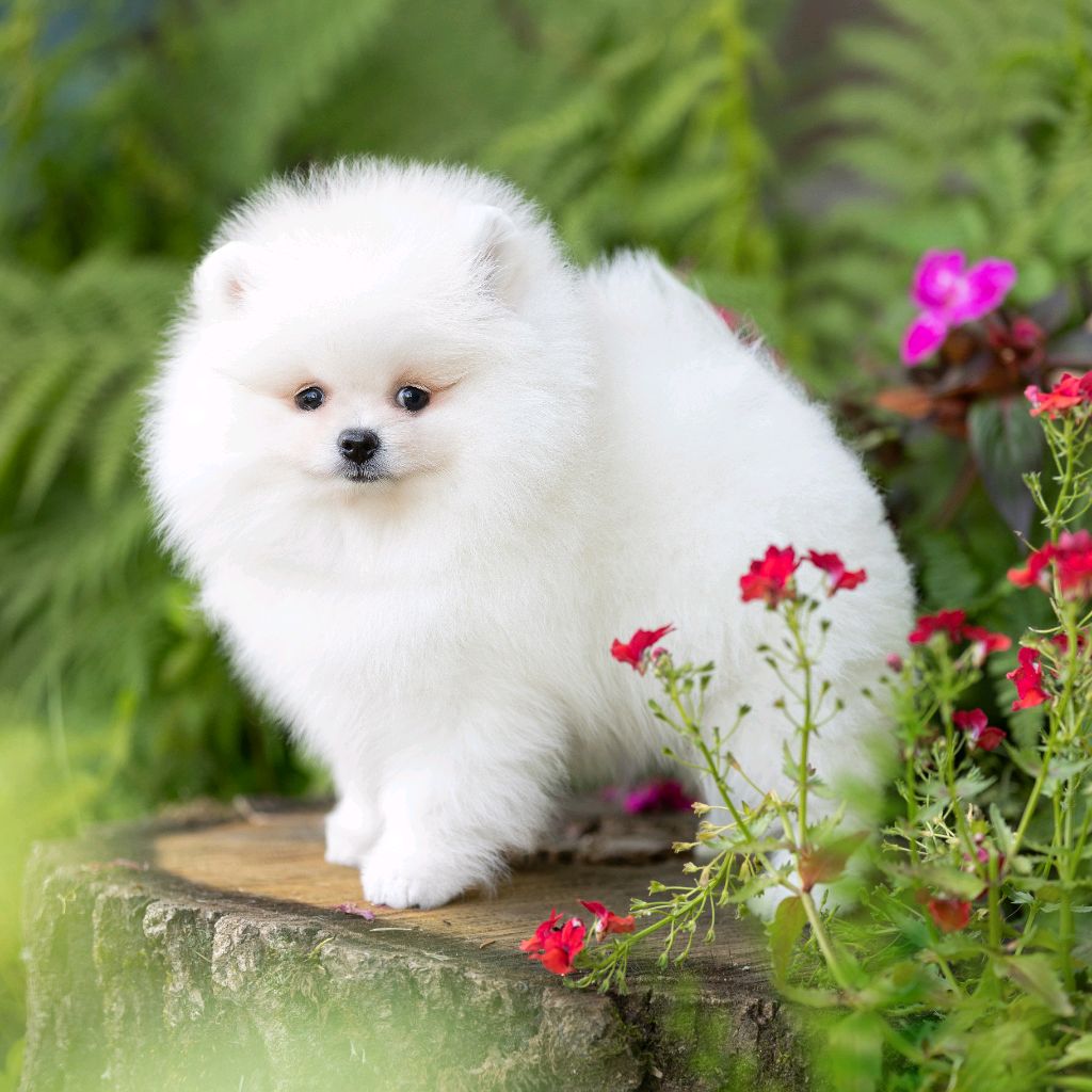 Иконка канала RissaKan.Pom