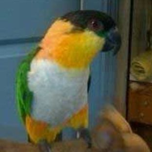 Иконка канала TUPY MINECRAFT - НА РУССКОМ