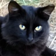 Иконка канала Las-Piter