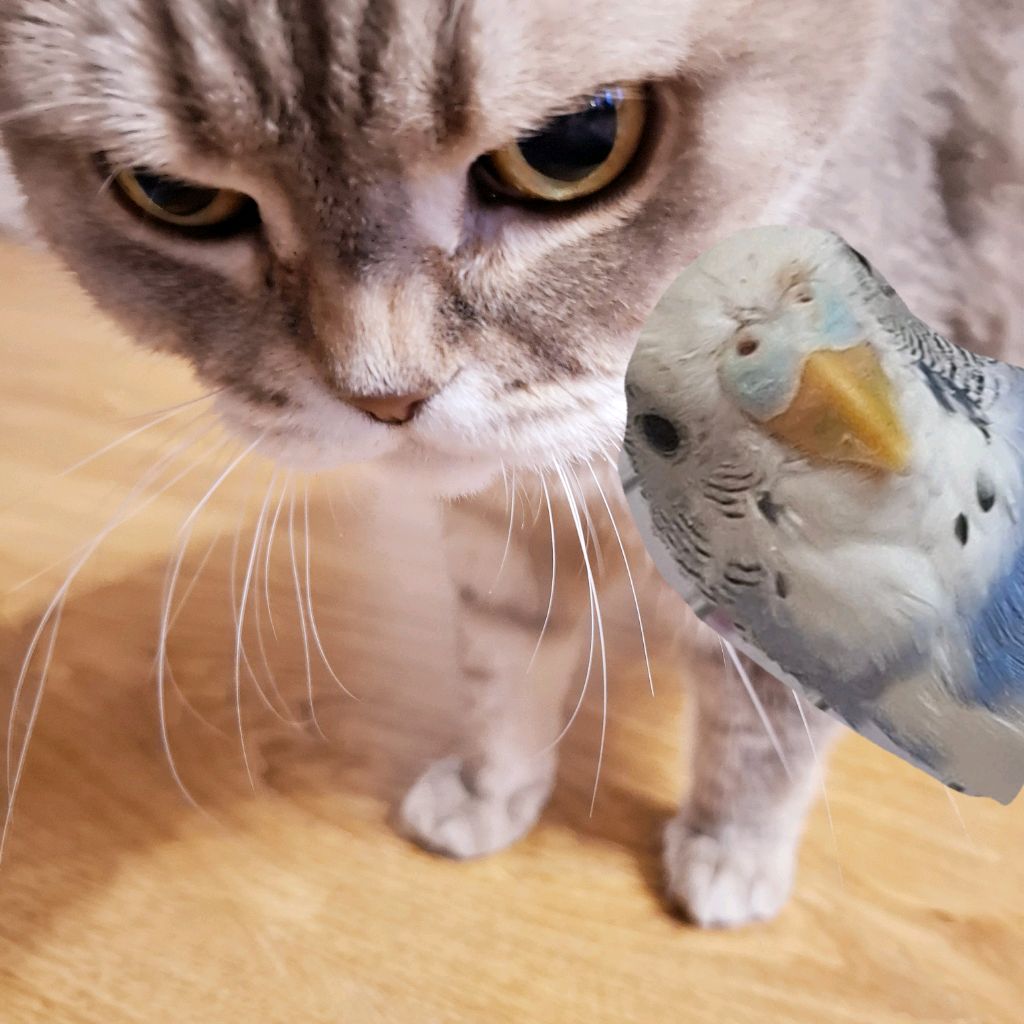 Иконка канала Baby КОШ 🦈