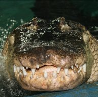 Иконка канала Кроконариум&Тропикариум