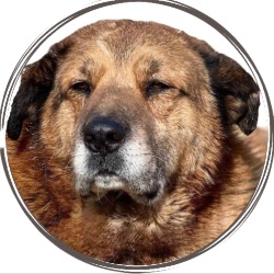 Иконка канала Приют собак "АНАНДА" Улан-Удэ