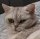 Иконка канала ChampionCat