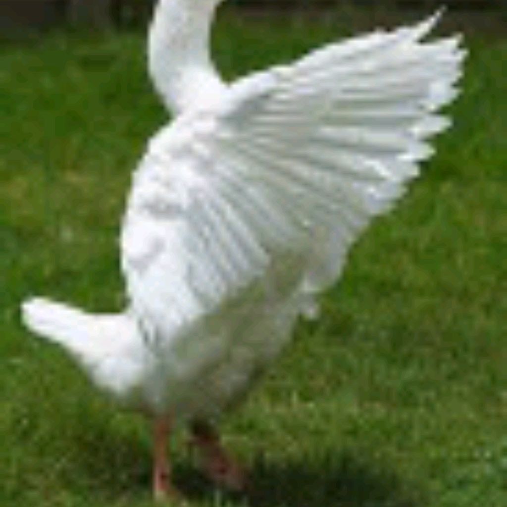 Иконка канала Гусёнок ГД