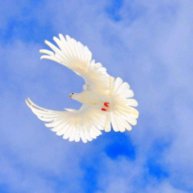 Иконка канала Ставропольский Голубедром. СГД.